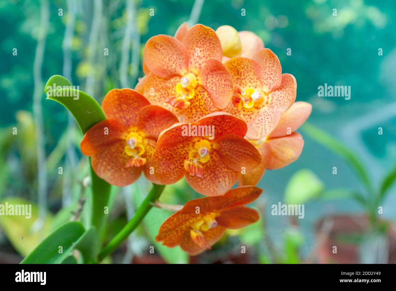 Rust colored flower hi-res stock photography and images - Alamy