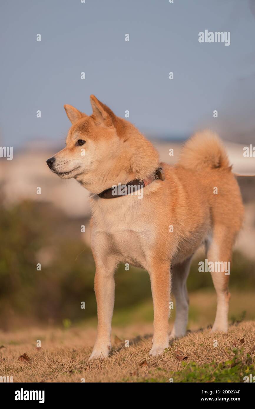 Shiba inu standing outdoor portrait hi-res stock photography and images ...