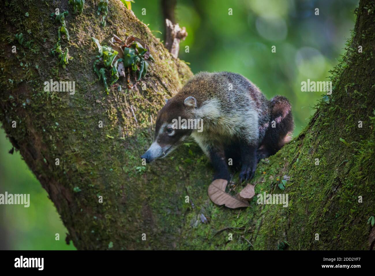 Panama wildlife with a white-nosed coati, Nasua narica, in a tree in ...