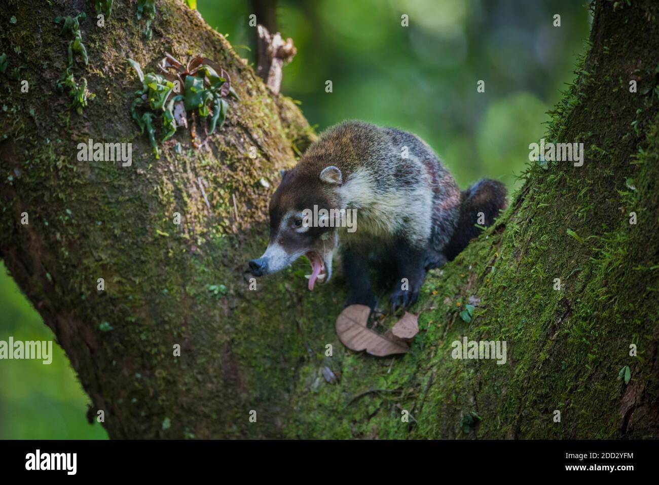 Panama wildlife with a white-nosed coati, Nasua narica, in a tree in ...