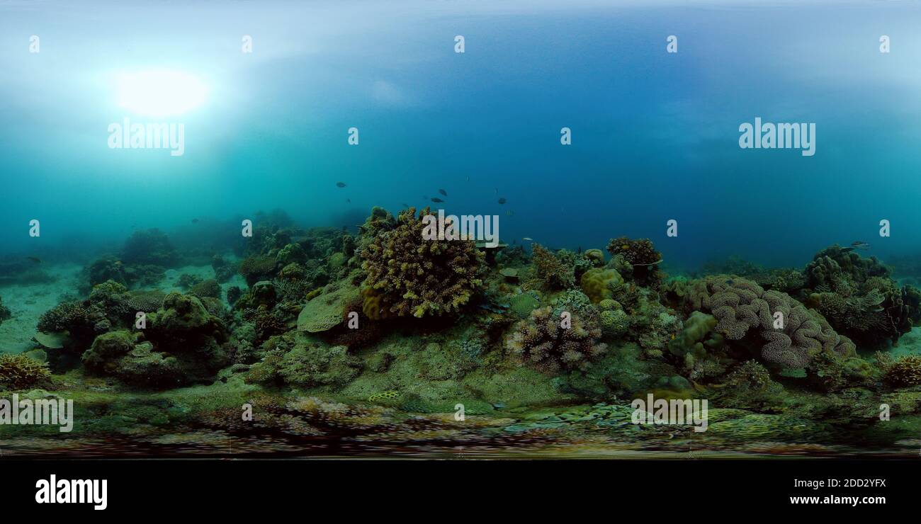 Sealife, Diving near a coral reef. Beautiful colorful tropical fish on ...