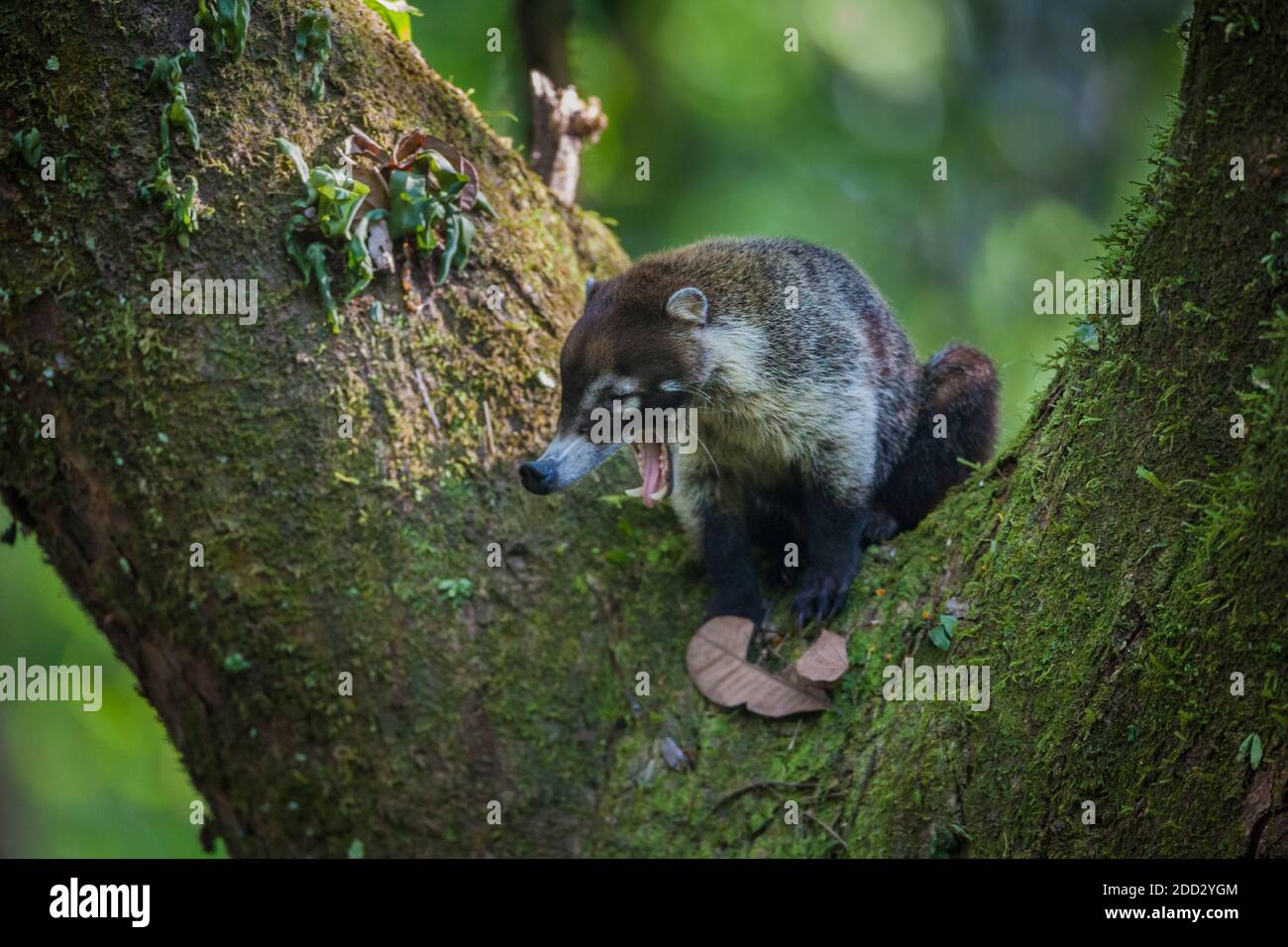 Panama wildlife with a white-nosed coati, Nasua narica, in a tree in ...