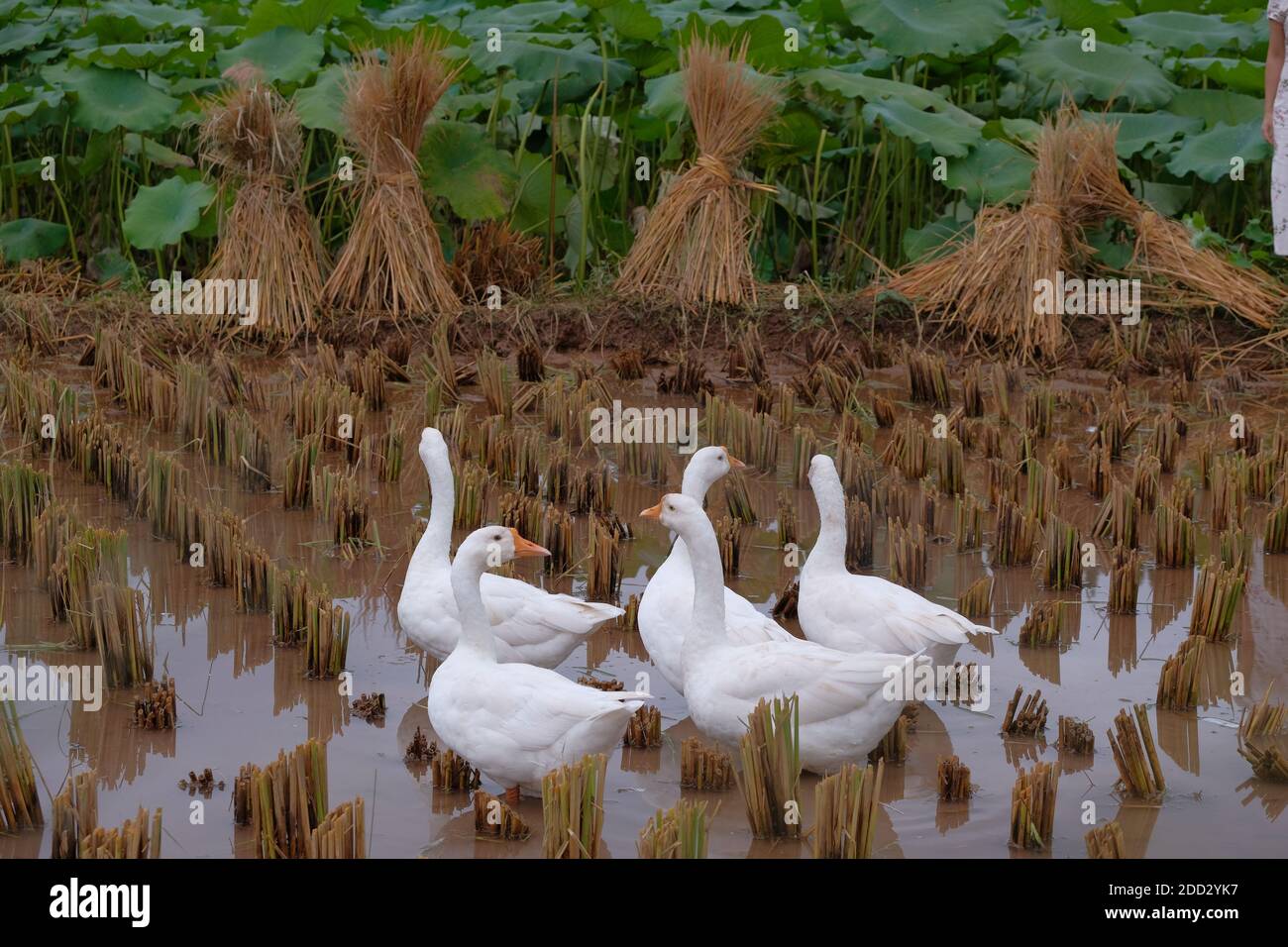 Goose leaf hi-res stock photography and images - Alamy