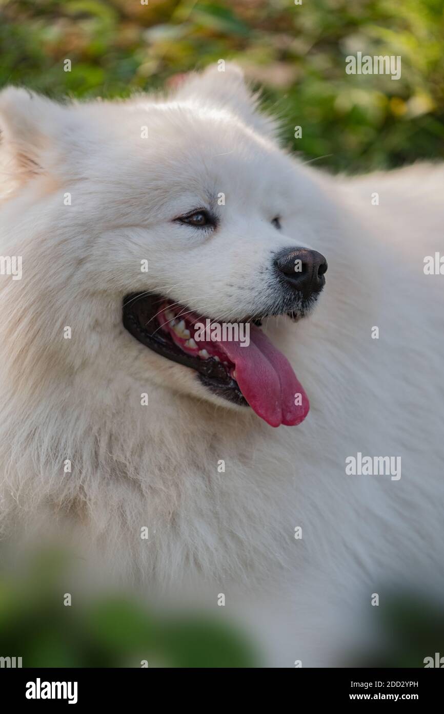 Samoyeds hi-res stock photography and images - Alamy