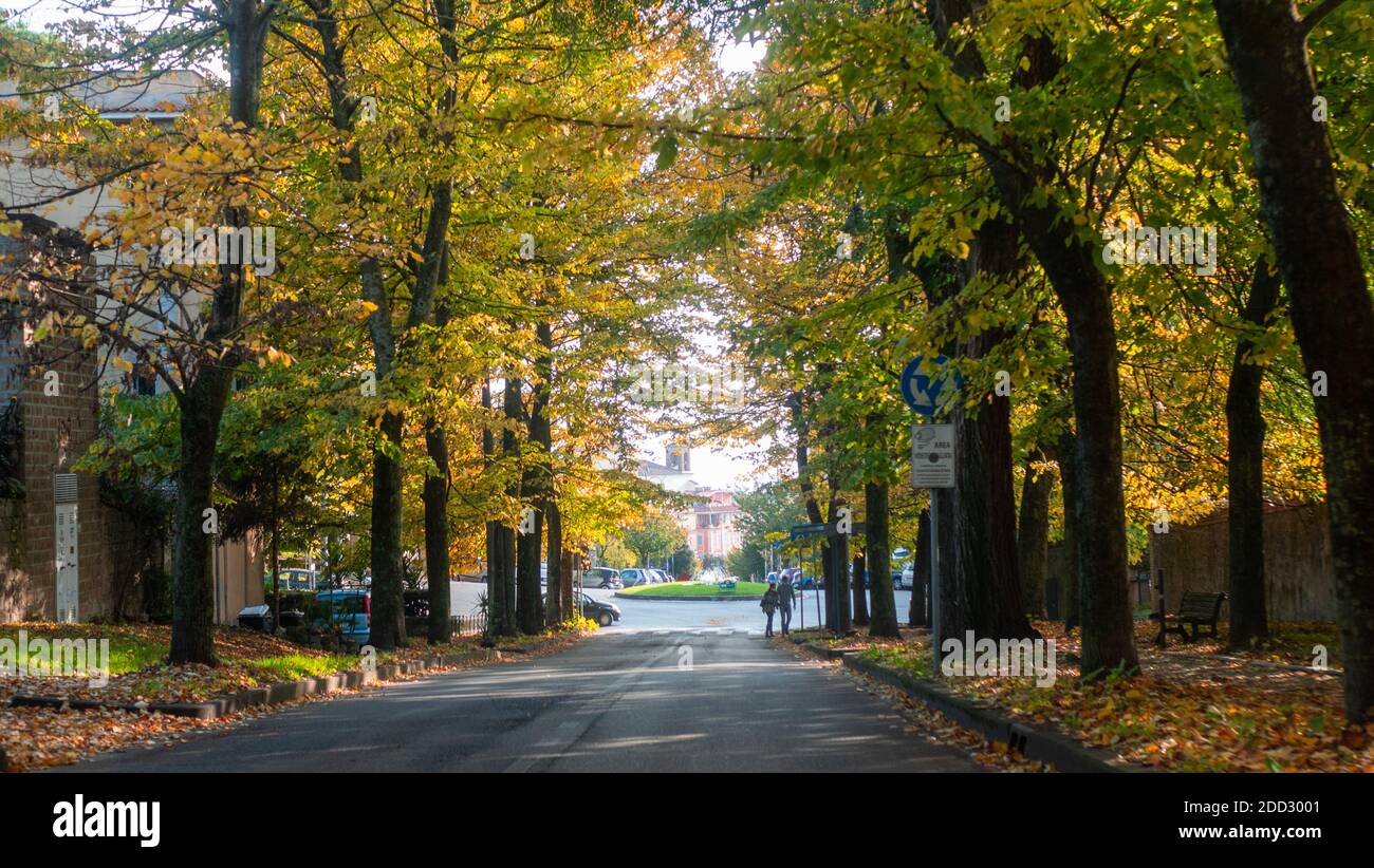 paved road with trees, leaves from trees fall on the road in autumn ...