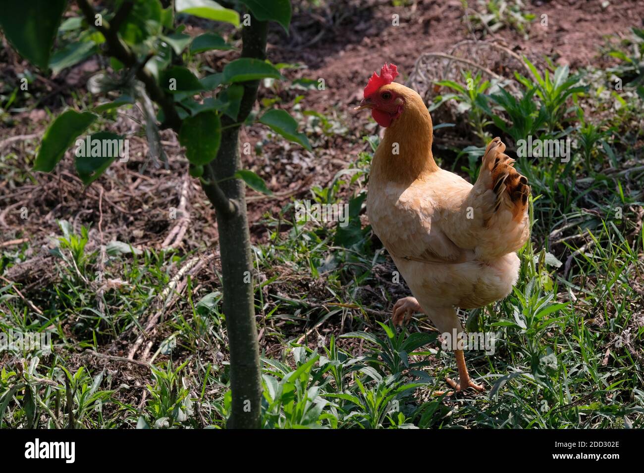Poultry farms hi-res stock photography and images - Alamy