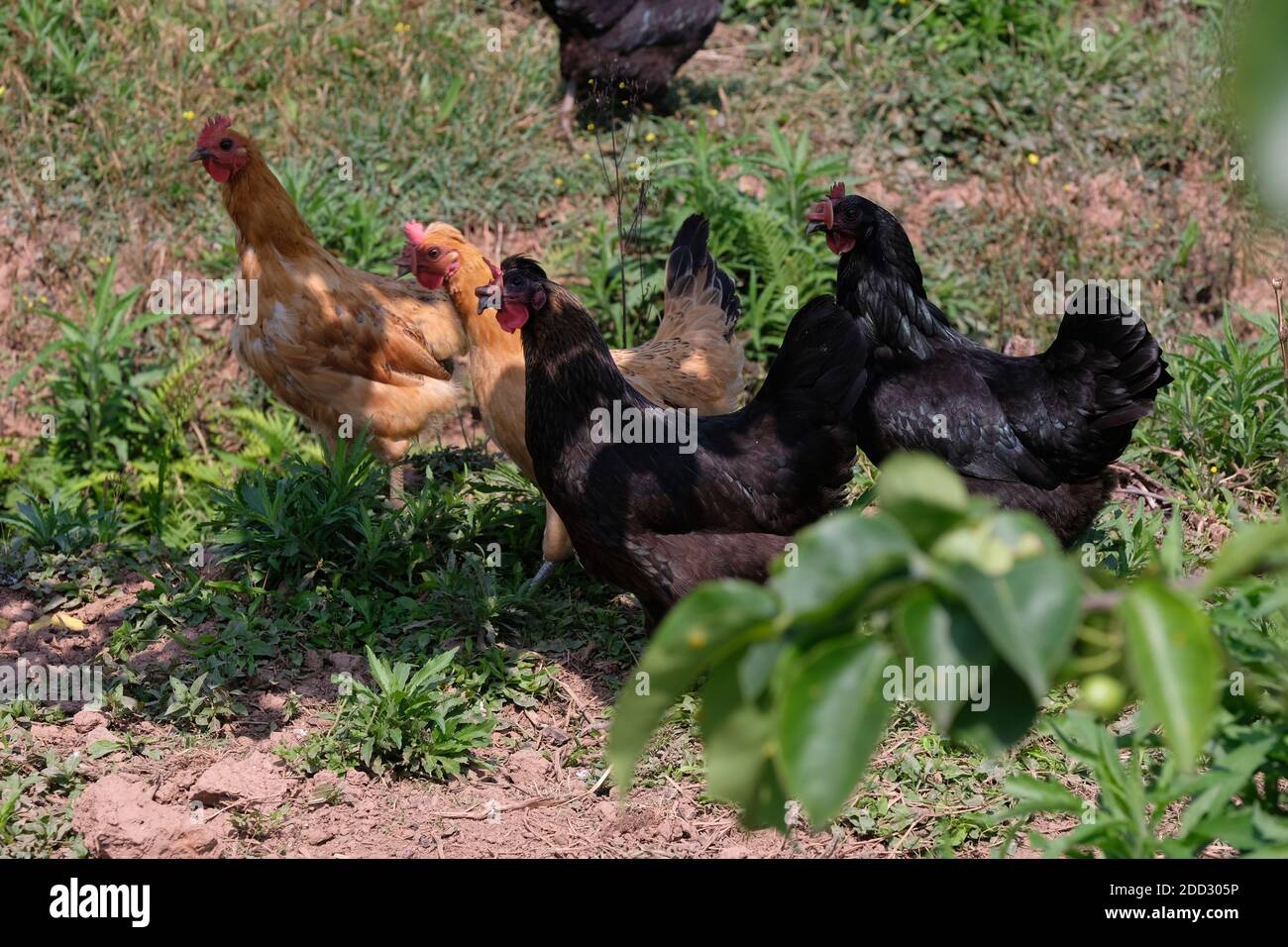 Poultry farms hi-res stock photography and images - Alamy