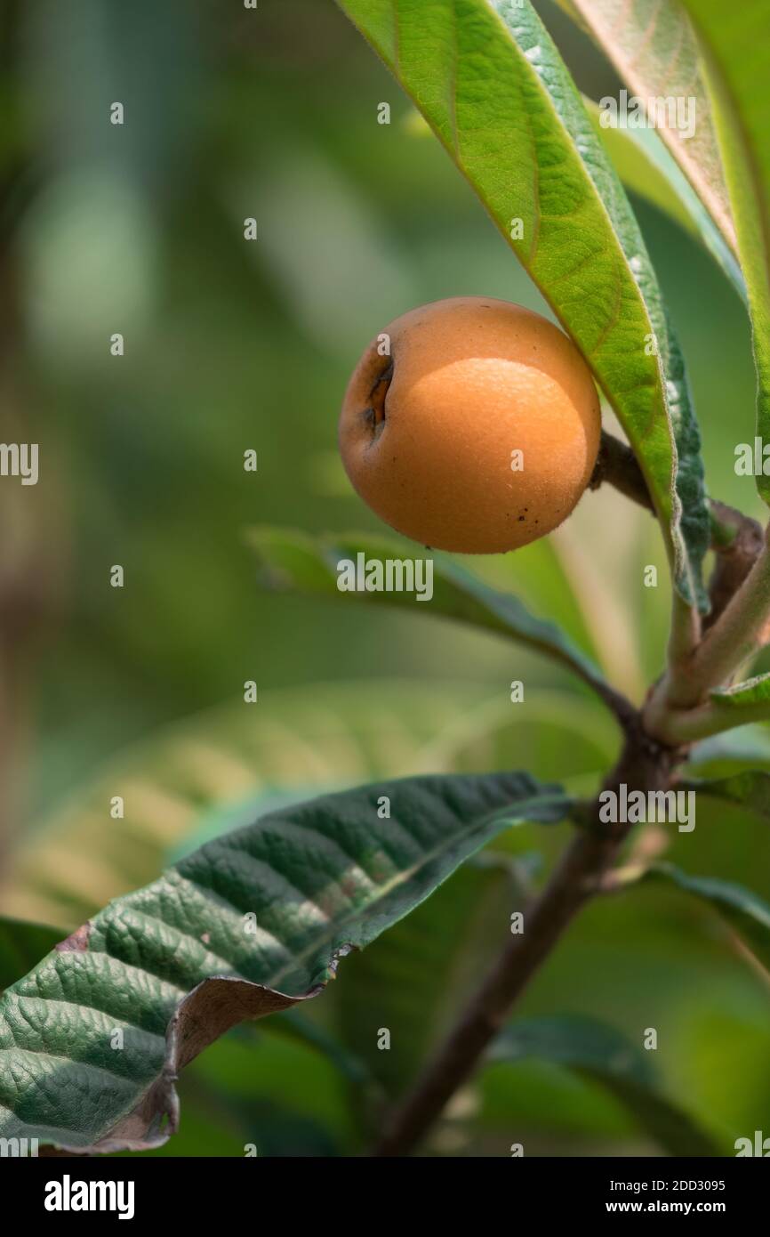 Green loquat hi-res stock photography and images - Alamy