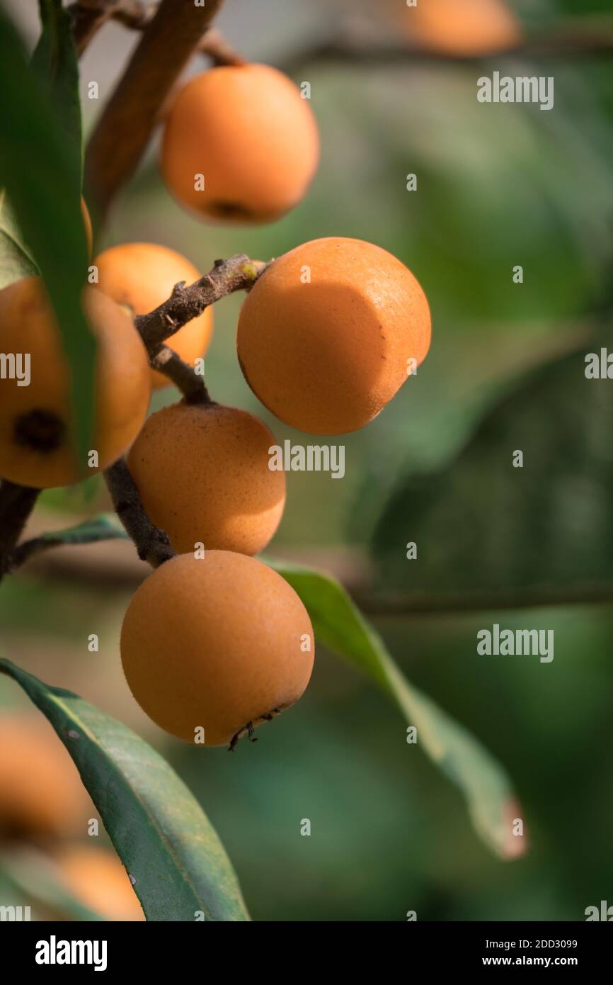 Green loquat hi-res stock photography and images - Alamy