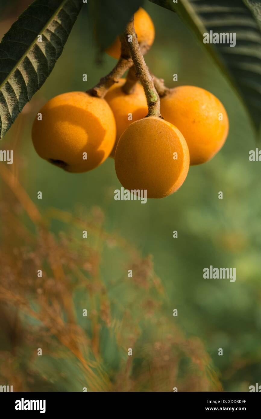 Loquat orchard hi-res stock photography and images - Alamy