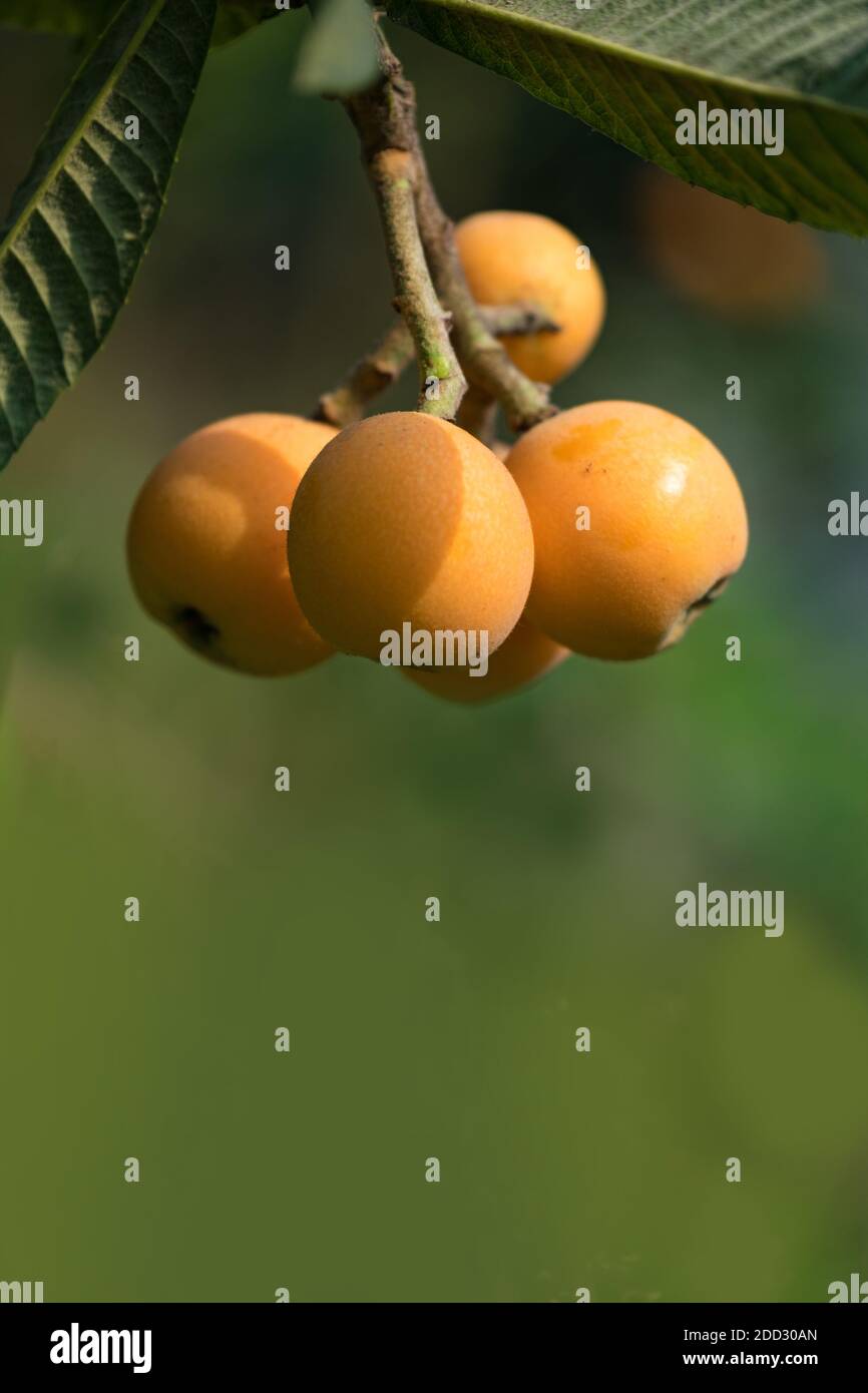 Loquat fruit hi-res stock photography and images - Alamy