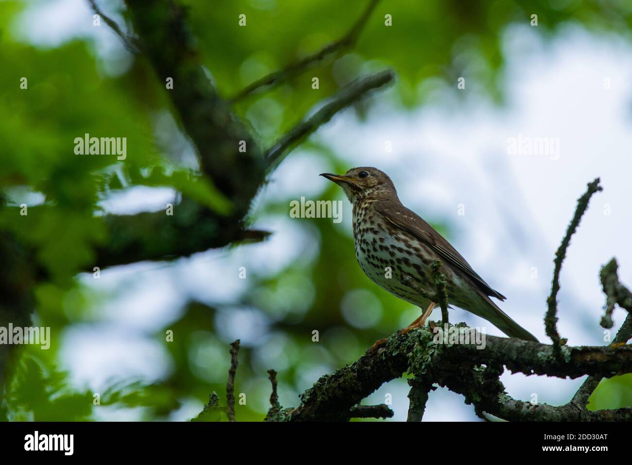 Fieldfare turdus pilaris one common hi-res stock photography and images ...
