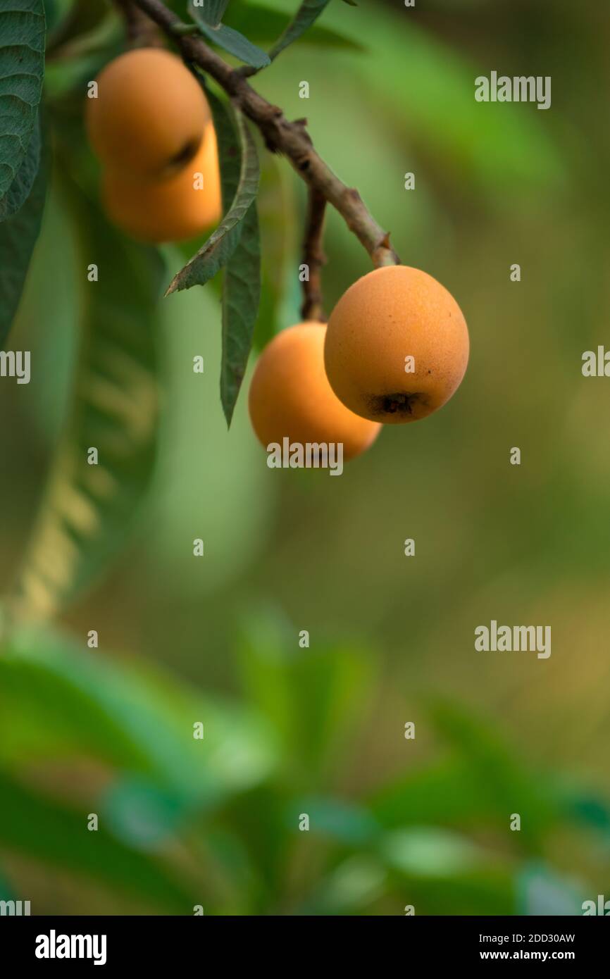 Green loquat hi-res stock photography and images - Alamy