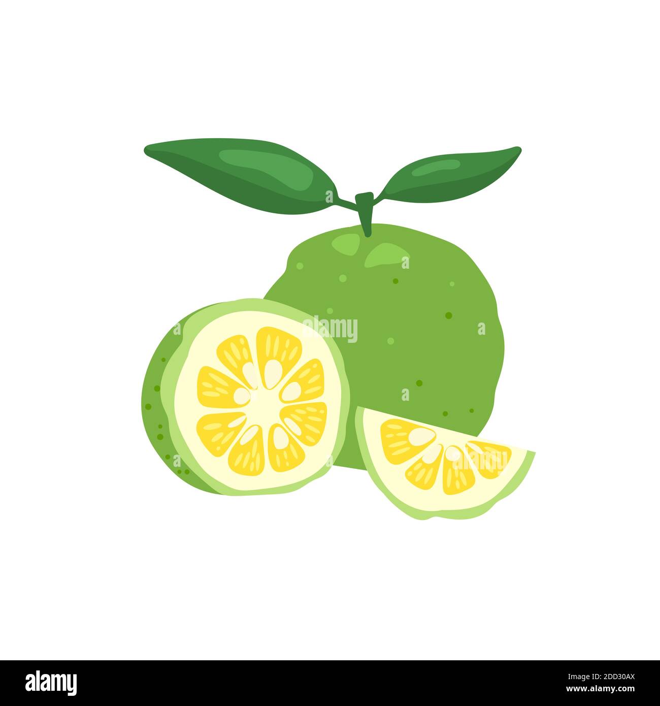 Green yuzu Japanese citron fruit vector illustration isolated on white ...