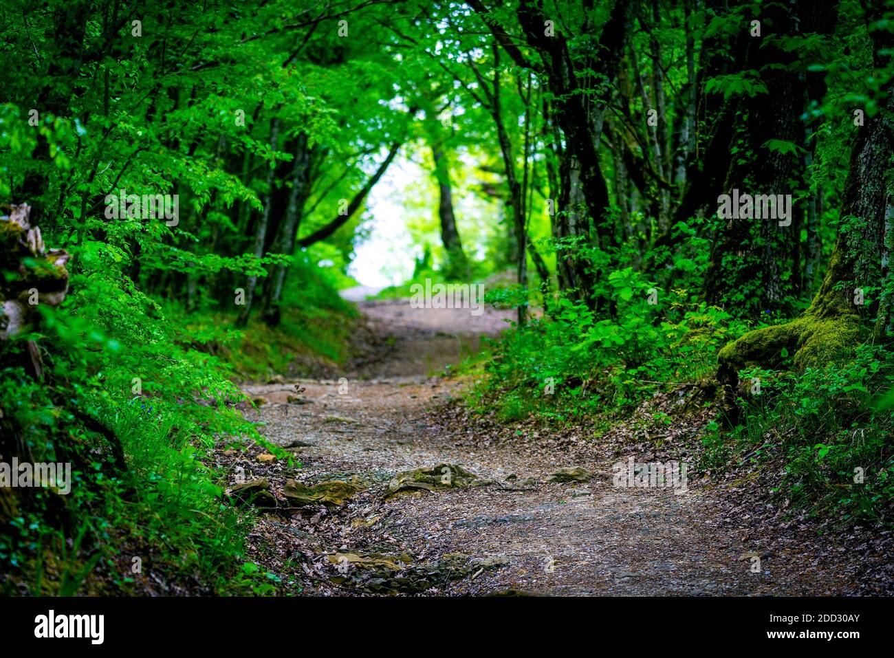Walkway Lane Path With Green Trees in Forest. Beautiful Alley, road In ...