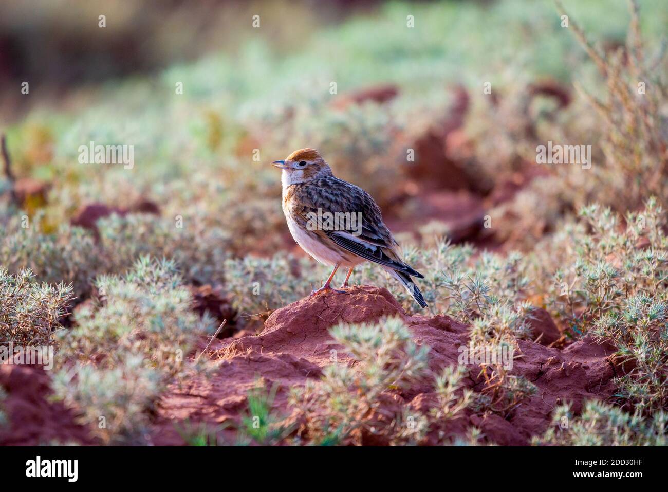 White-winged Lark or Alauda leucoptera sits on ground Stock Photo - Alamy