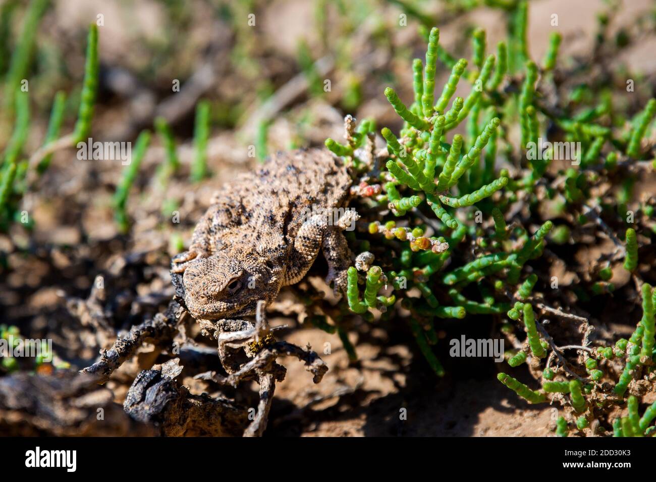 Close portrait of Phrynocephalus helioscopus agama in nature Stock ...