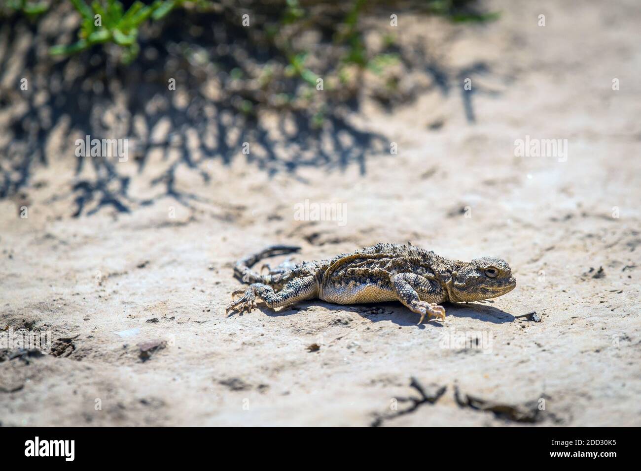 Close portrait of Phrynocephalus helioscopus agama in nature Stock ...