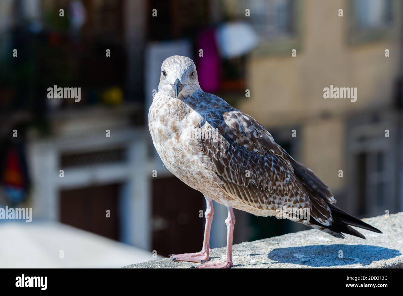 Gable wall and aerial hi-res stock photography and images - Alamy