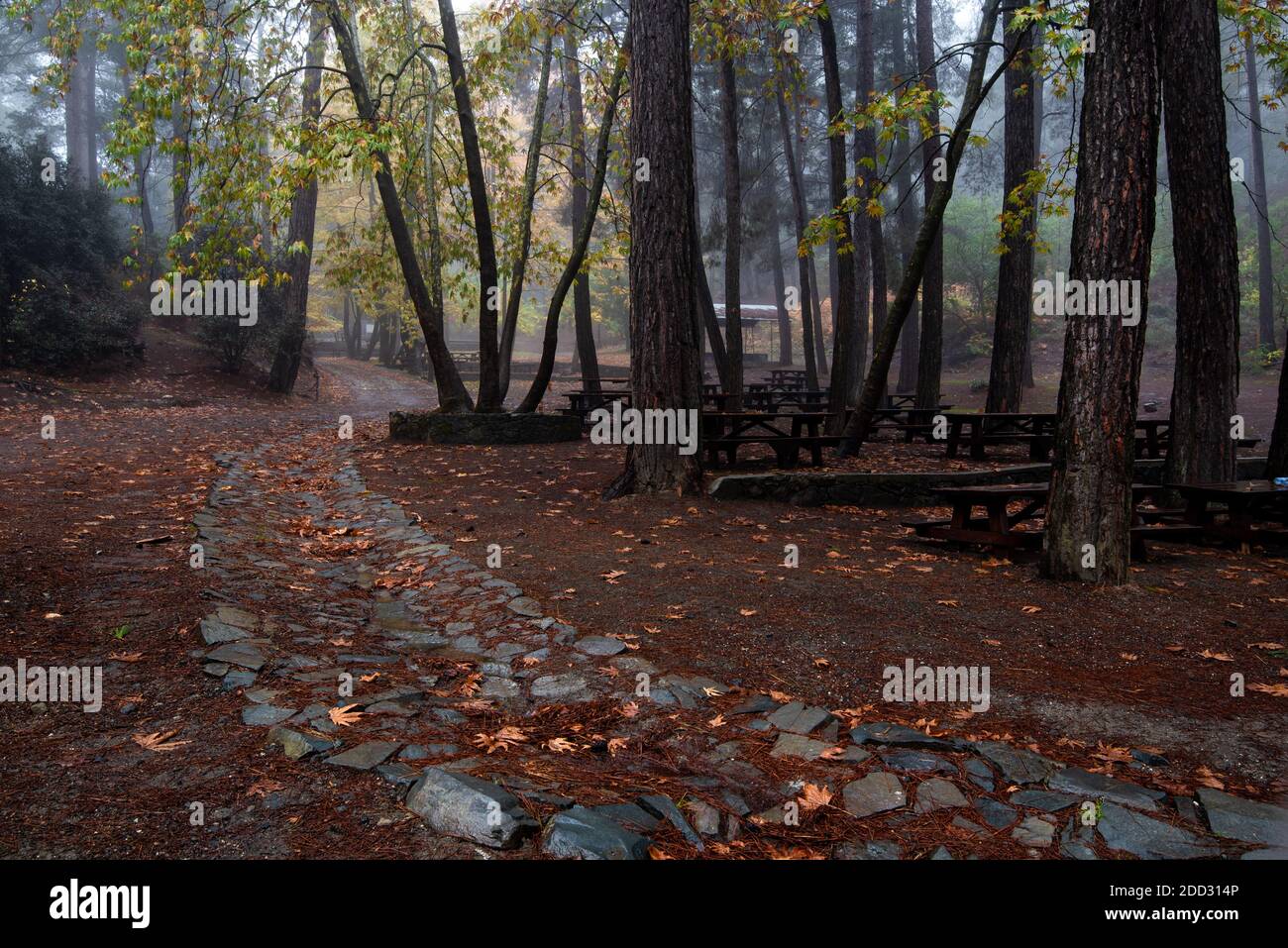 Autumn landscape with trees and Autumn leaves on the ground after rain ...
