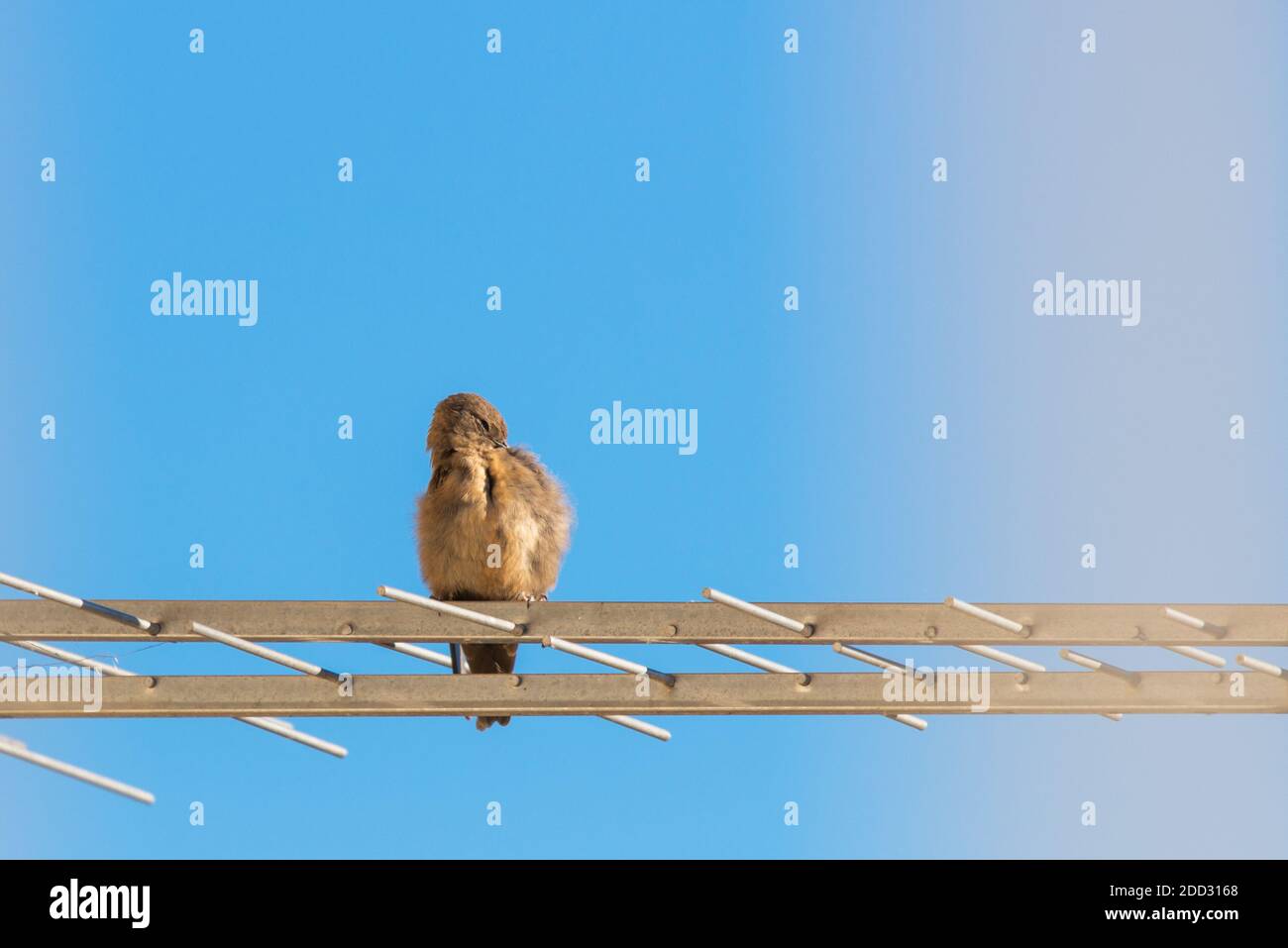 Riparia riparia africa hi-res stock photography and images - Alamy