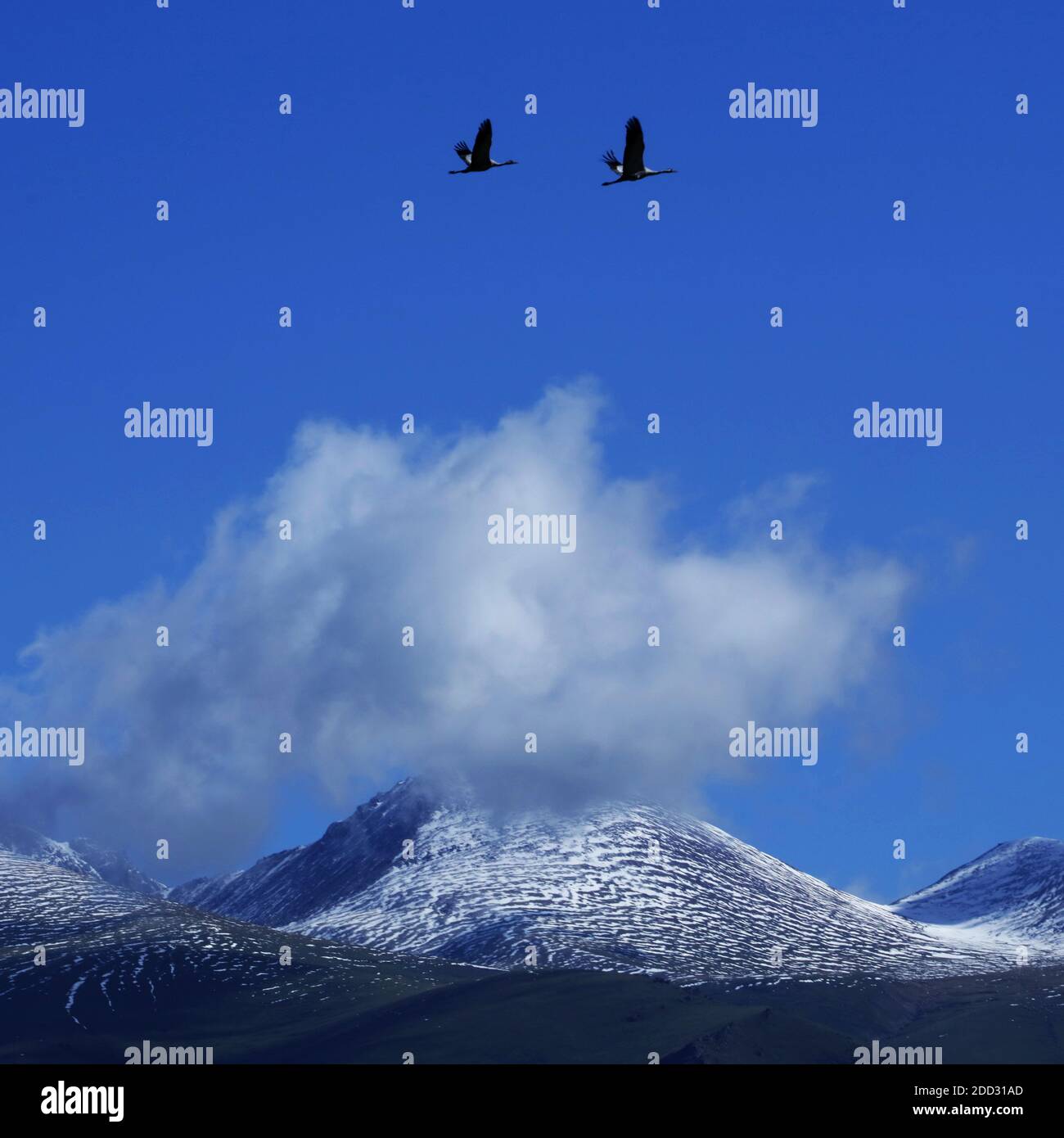 Fly snow area high altitude Stock Photo - Alamy