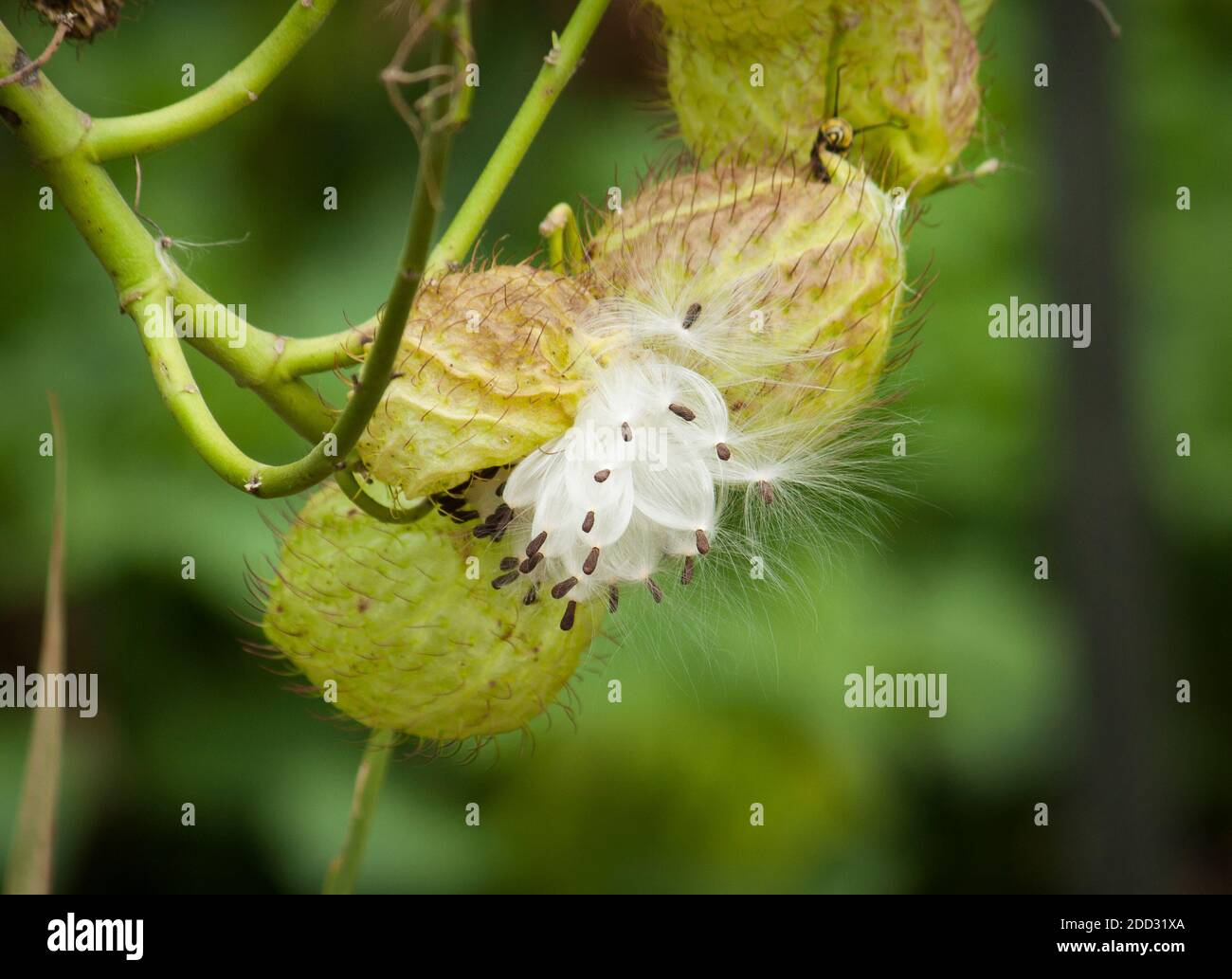 Swan plant seeds emerging from pod Stock Photo - Alamy