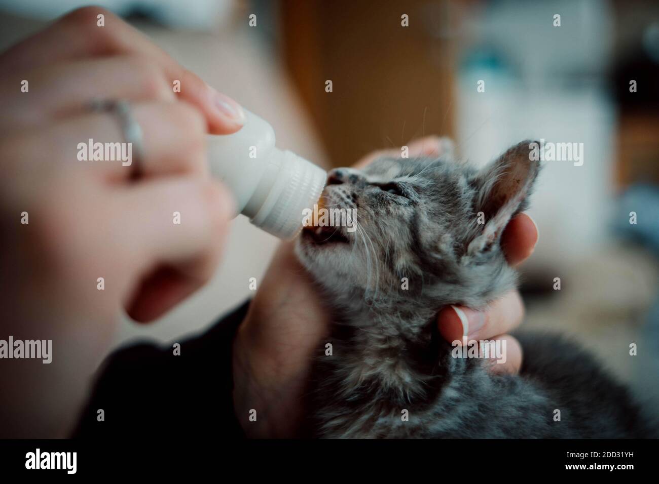 Hand feeding cat hi-res stock photography and images - Alamy