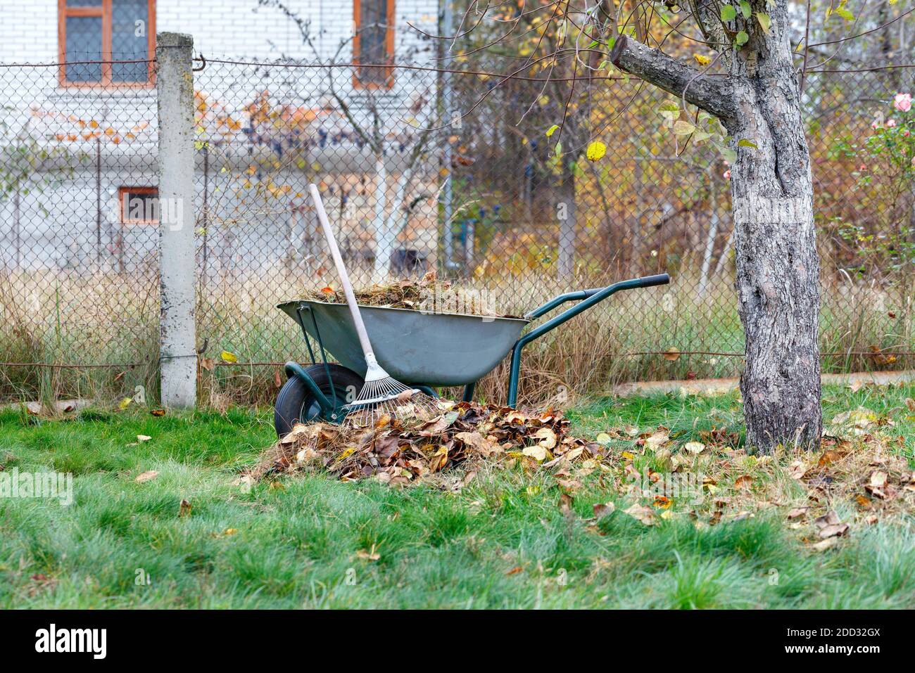 Maintenance and cleaning of a garden lawn, a garden wheelbarrow with ...
