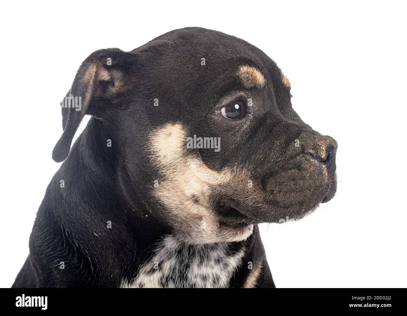 American Bully Rottweiler Mix