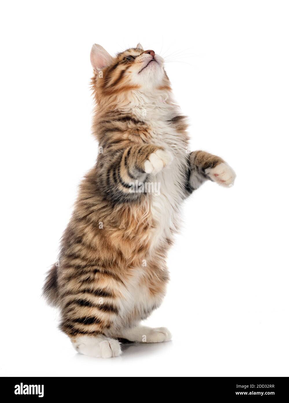 Kurilian Bobtail in front of white background Stock Photo - Alamy