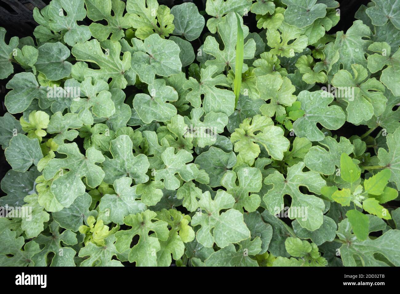 Watermelon seedlings hi-res stock photography and images - Alamy