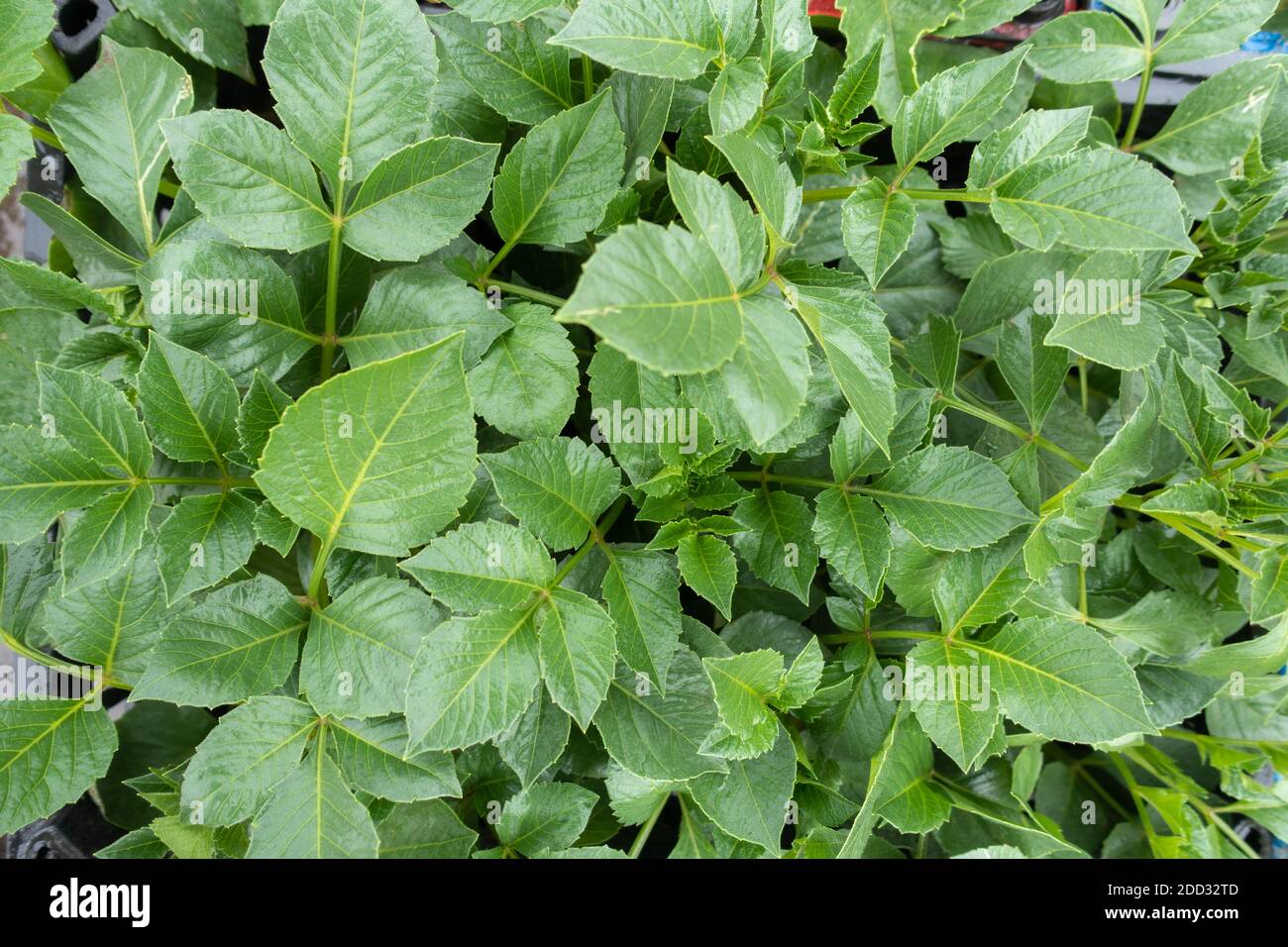 Dahlia Plant Leaves