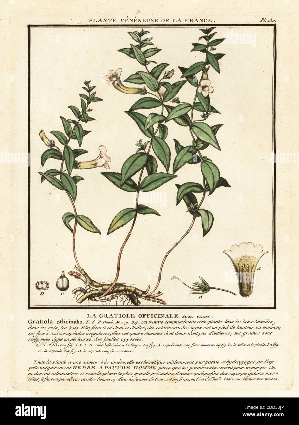 La gratiole officinale hi-res stock photography and images - Alamy