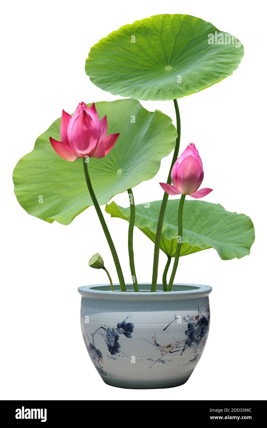 Lotus flower green plants Cut Out Stock Images & Pictures - Alamy
