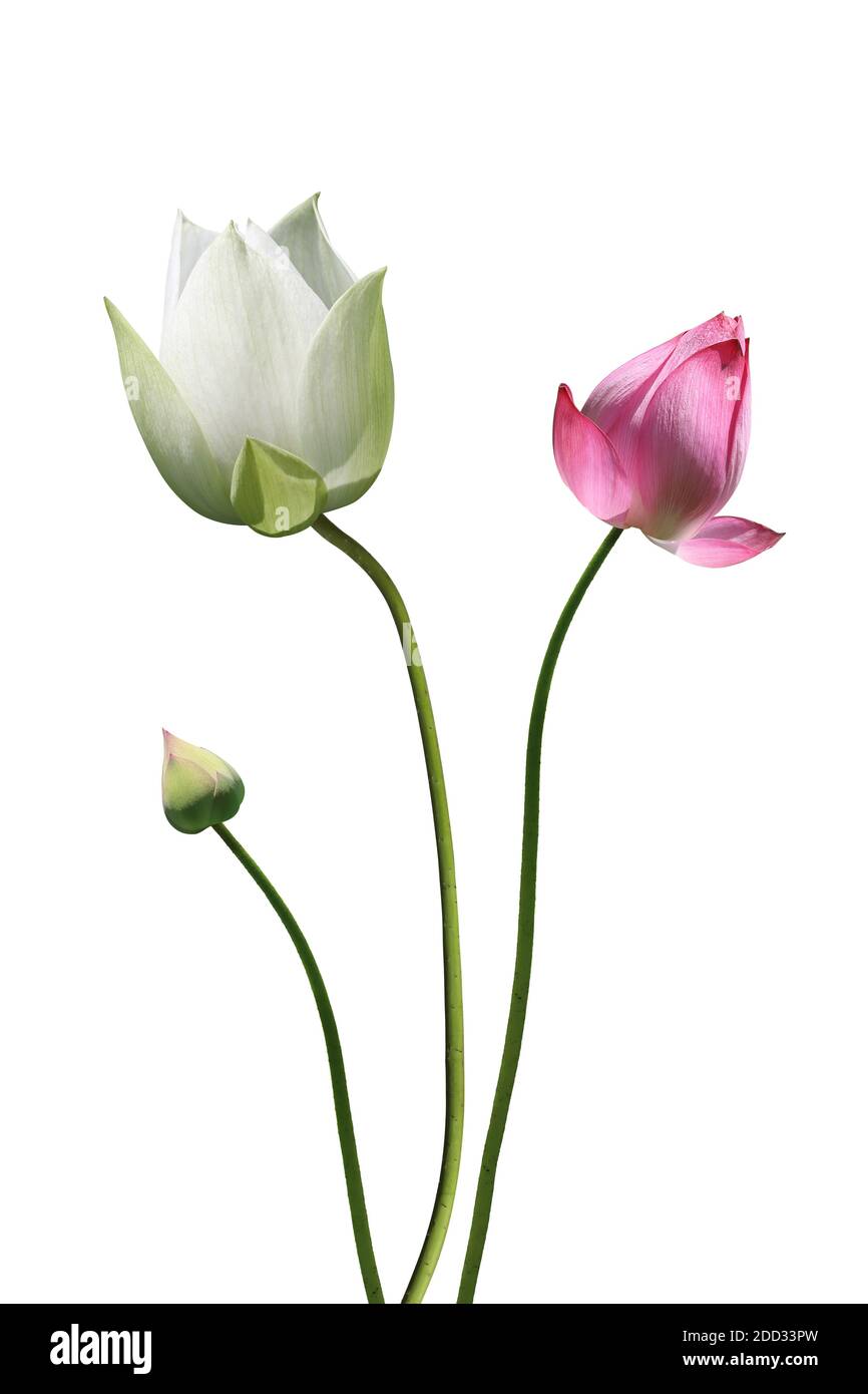 Blooming white lotus in Cut Out Stock Images & Pictures - Alamy