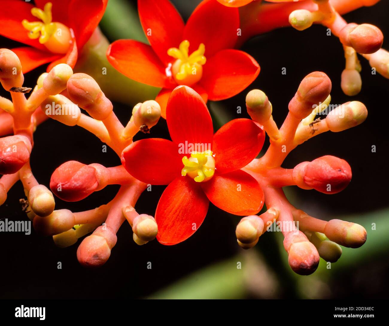 Chrysanthemum kerala hi-res stock photography and images - Alamy