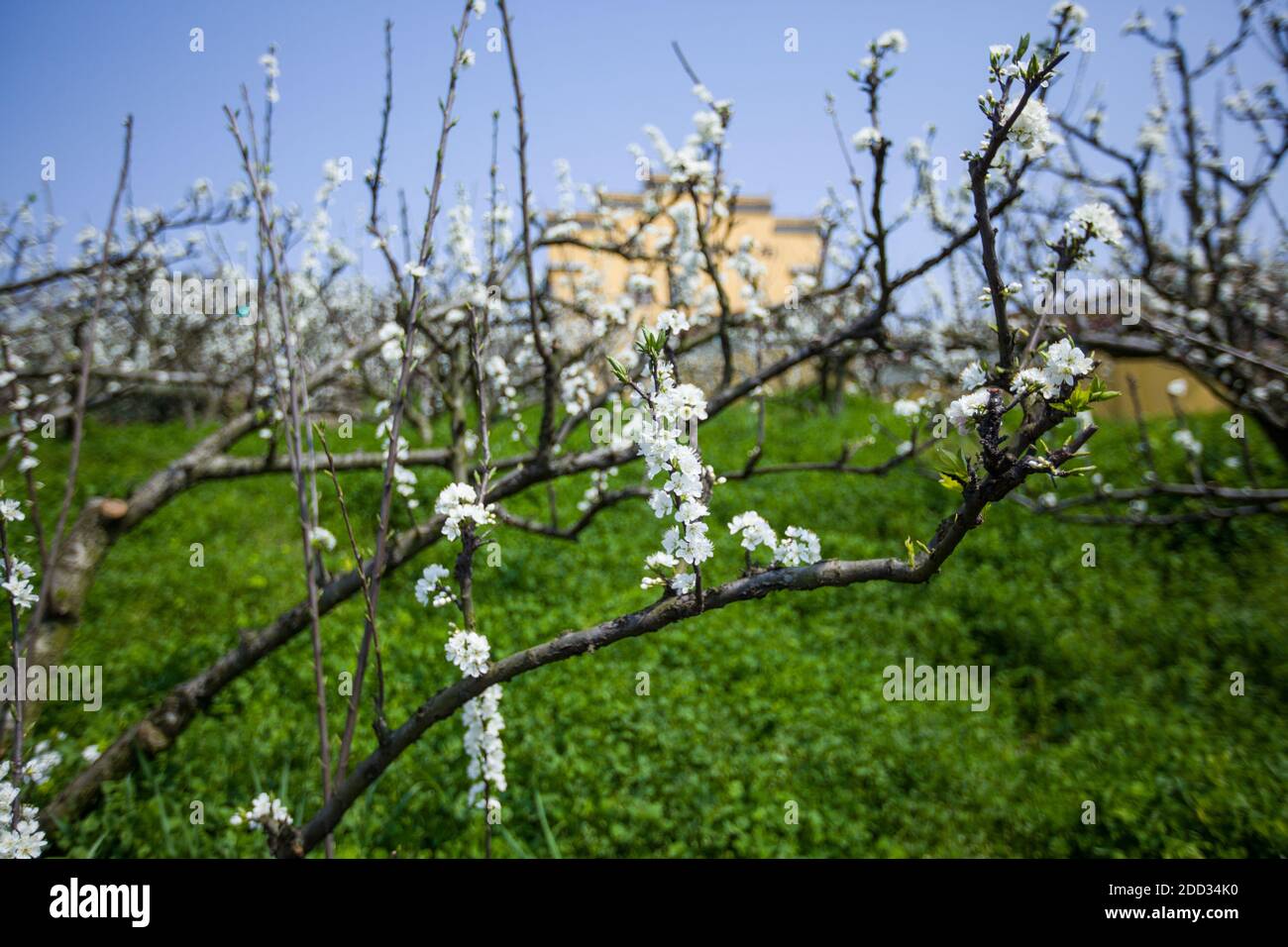 Li zihua hi-res stock photography and images - Alamy
