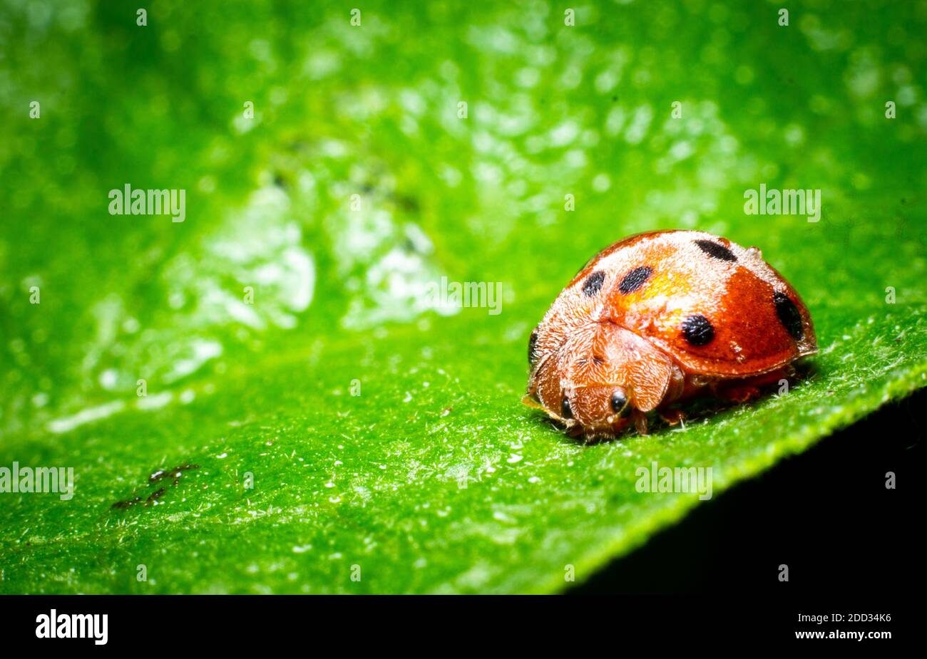 Free adobe stock hi-res stock photography and images - Alamy