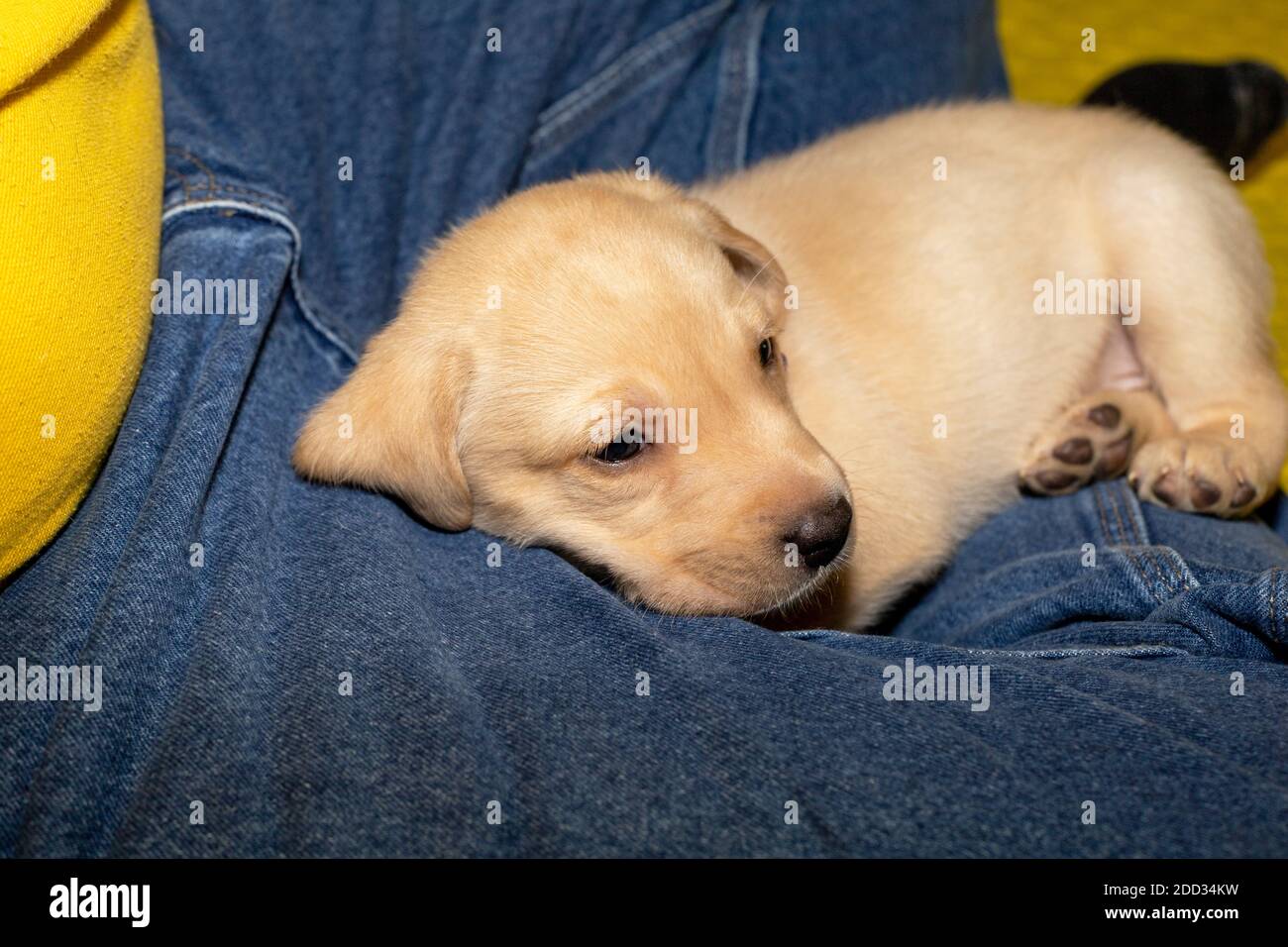 A small Labrador puppy sleeps peacefully in the lap of his owners denim ...