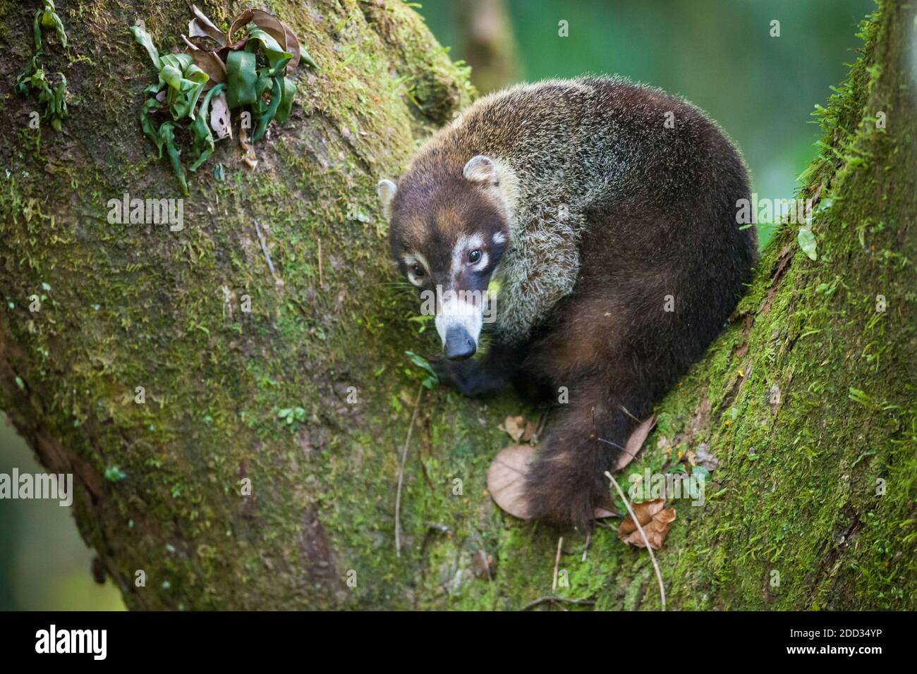 Panama wildlife with a white-nosed coati, Nasua narica, in a tree in ...