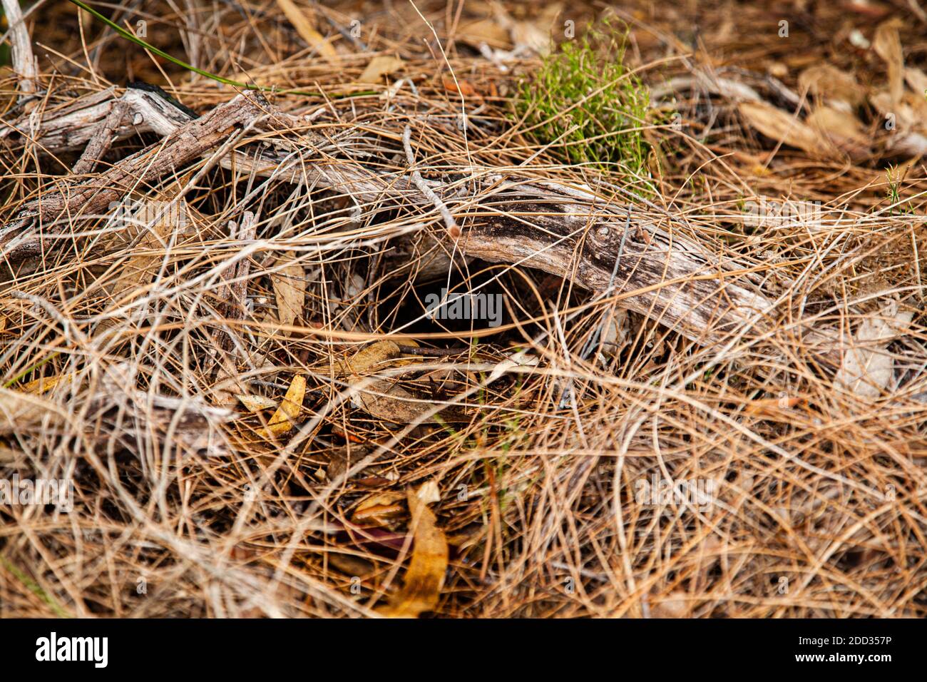 Habitat survival environment hi-res stock photography and images - Alamy