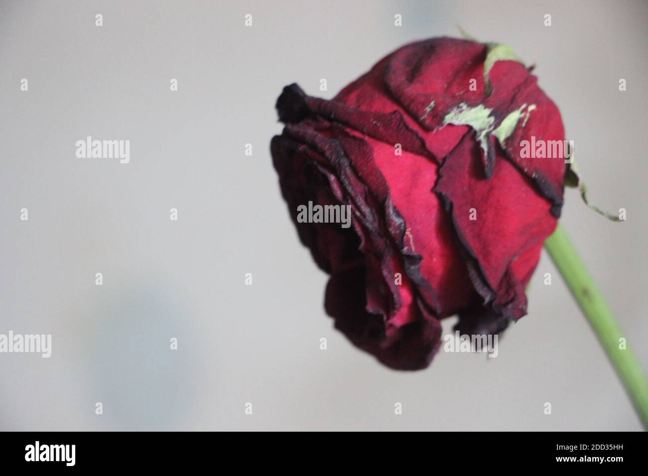 Fading rose flowers background. Falling petals. Funeral flowers ...
