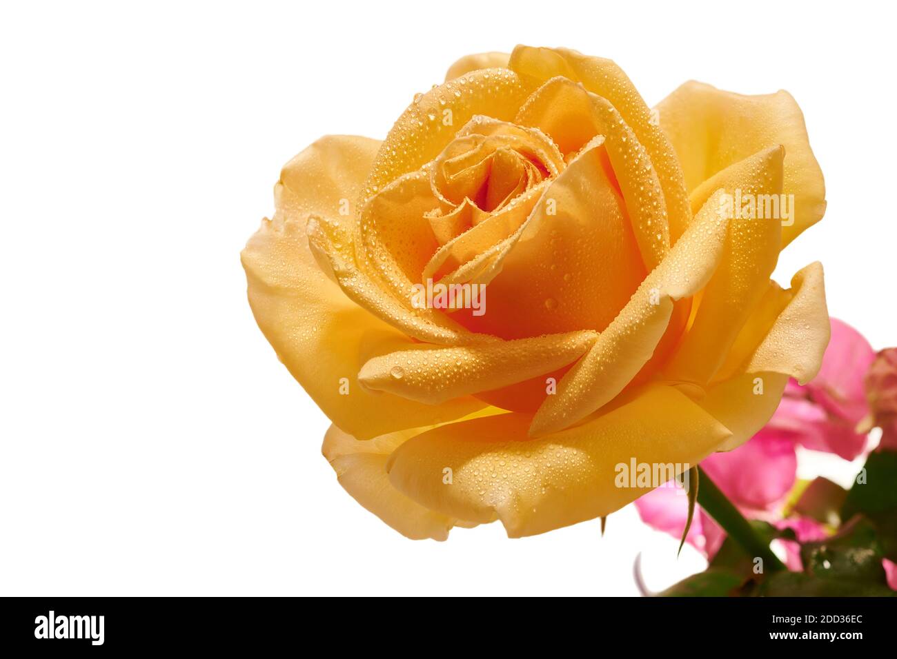 Yellow rose with water drops Stock Photo - Alamy