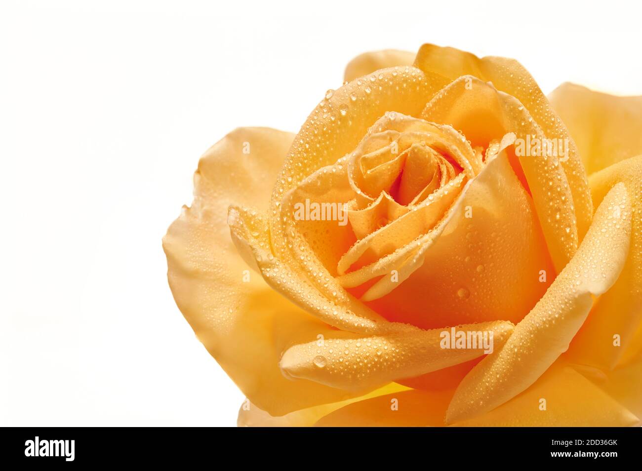 Yellow rose with water drops Stock Photo - Alamy