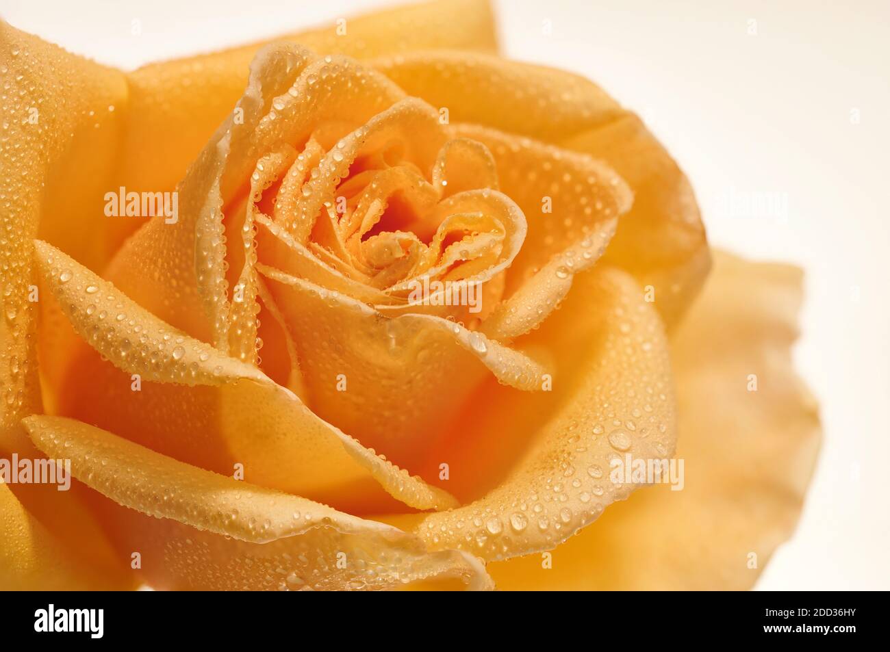 Yellow water rose hi-res stock photography and images - Alamy