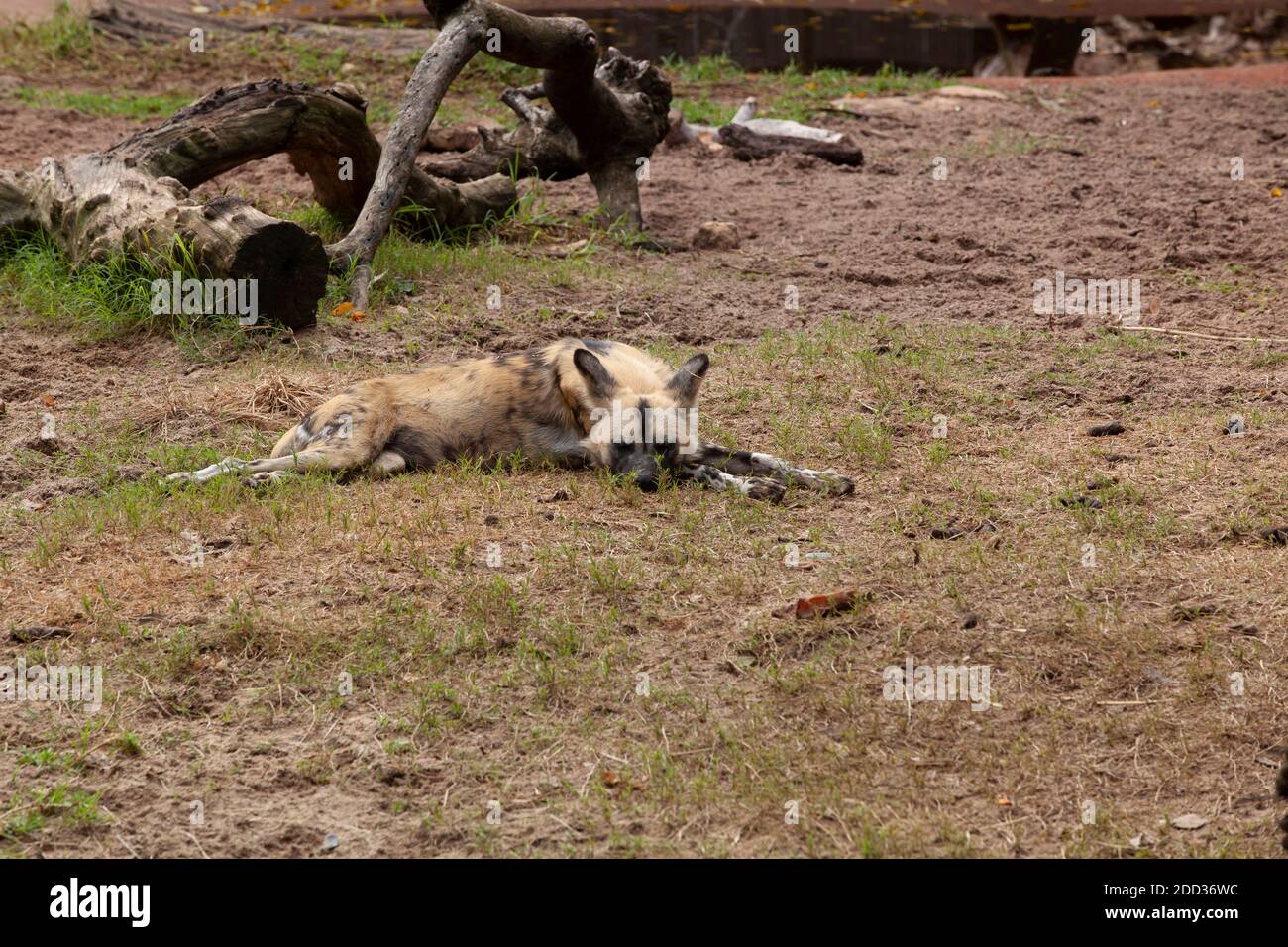 Indigenous South African Species High Resolution Stock Photography and ...