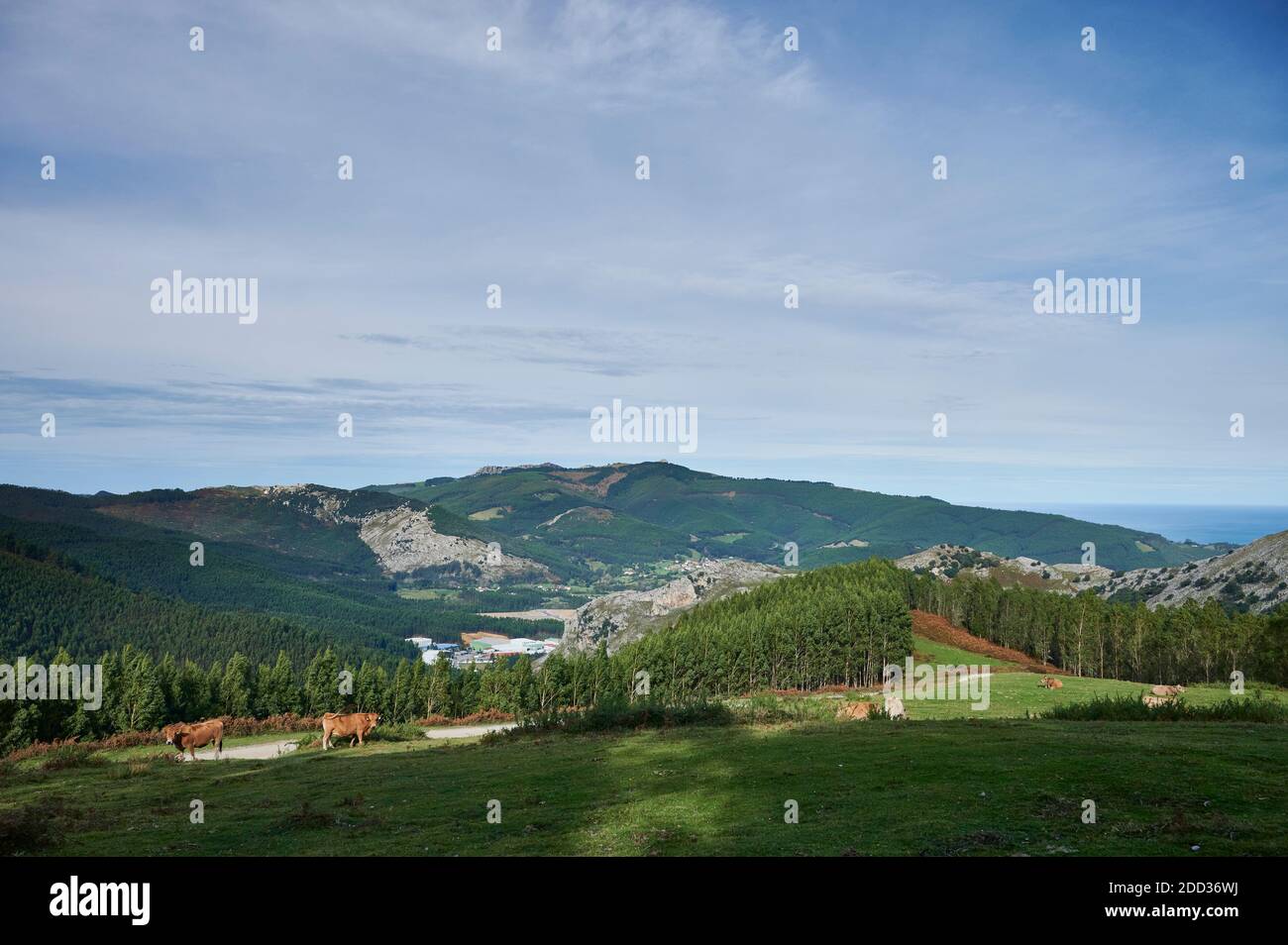 Cow gracing hi-res stock photography and images - Alamy