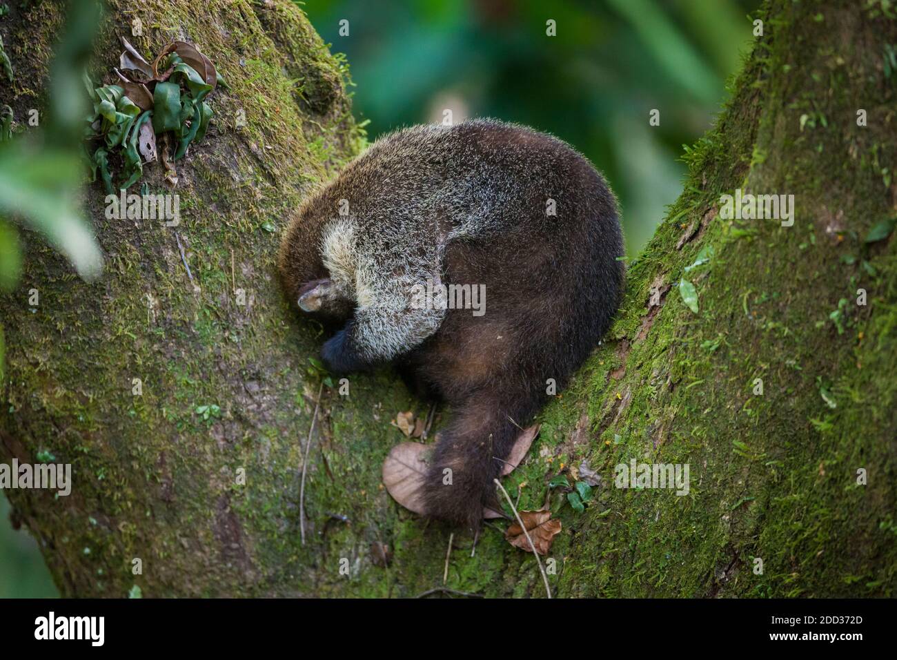 Panama wildlife with a white-nosed coati, Nasua narica, in a tree in ...