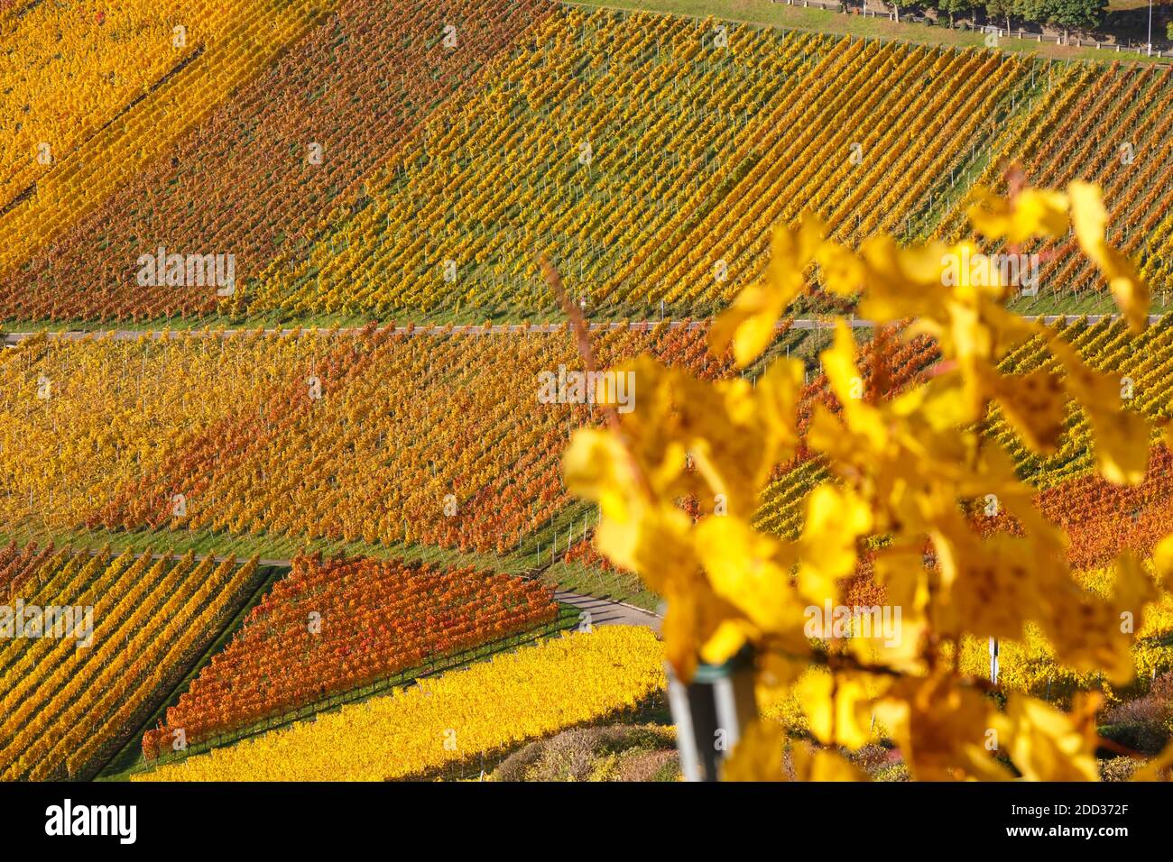 Vineyards wine autumn fall season colorful leaves nature in Germany ...
